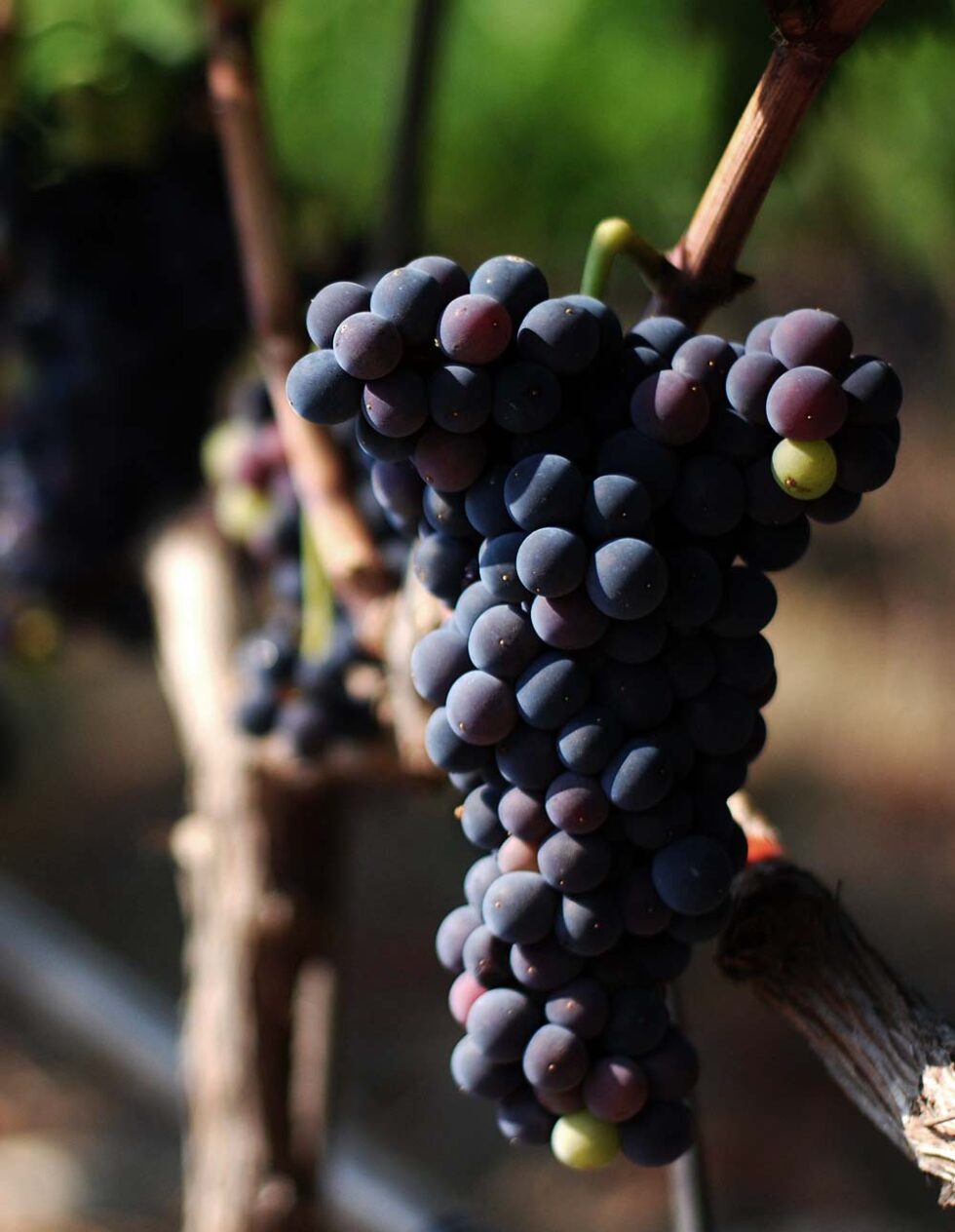 KITRVS | Vineyard Winery